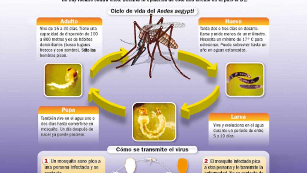 Ciclo De Vida De Los Mosquitos