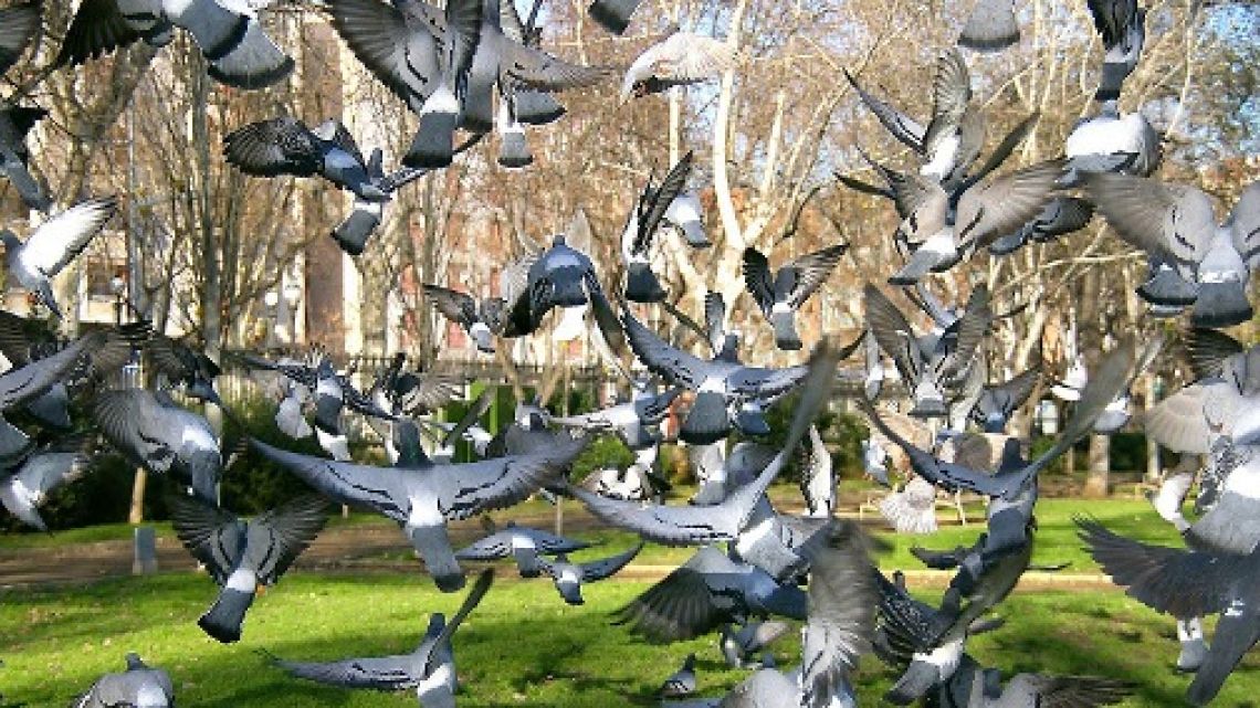 Peligra la producción agrícola por las palomas | Fortuna