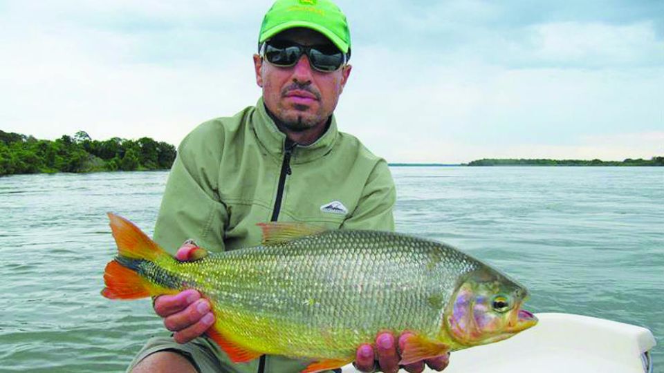 Pira pitá, una especie como un rayo | Weekend