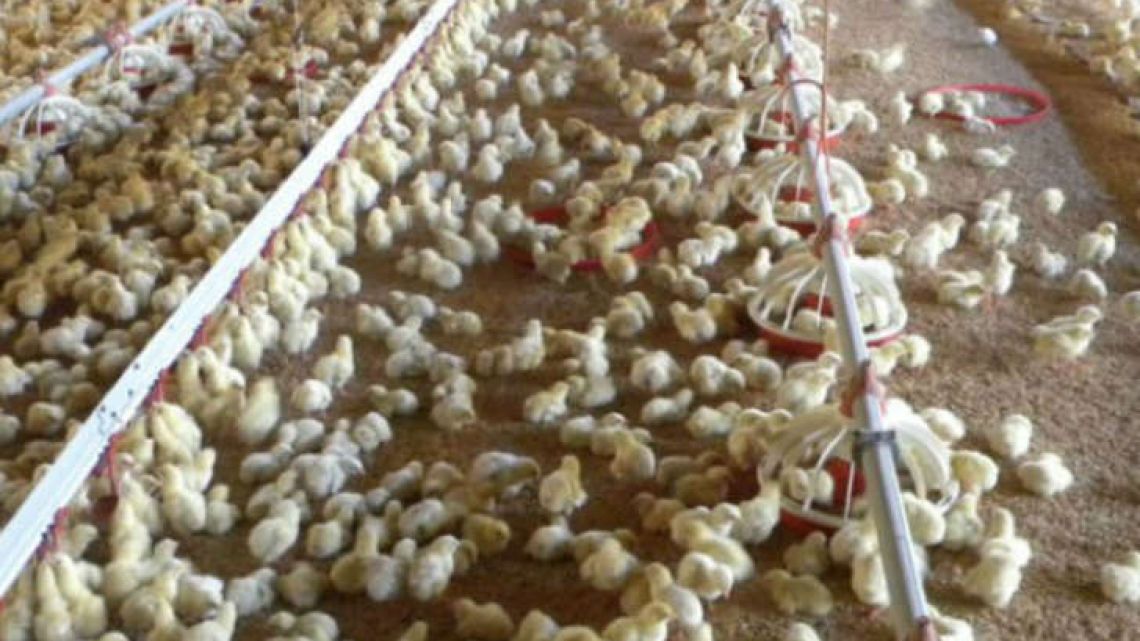 "Narcopollos": escondían droga debajo del excremento | Perfil