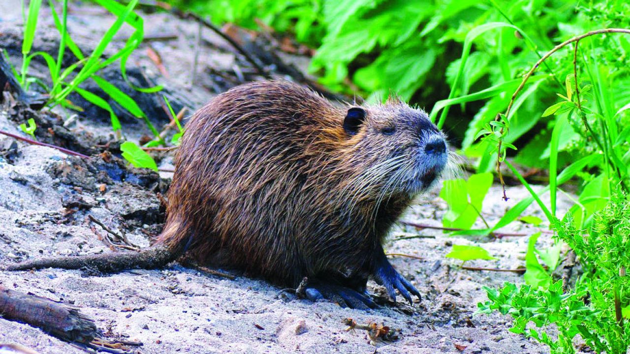 Nutria vs castor: invasión imperfecta | Weekend