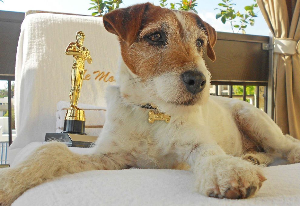 Murió Uggie, el famoso perro de "The Artist" | Exitoina