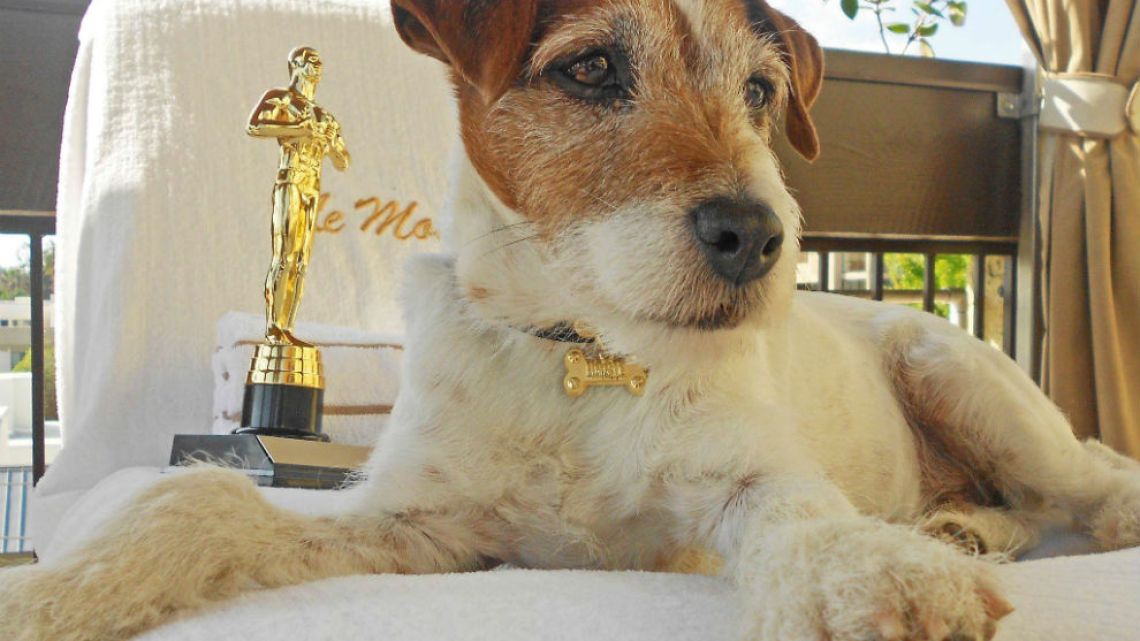Murió Uggie, el famoso perro de "The Artist" | Exitoina