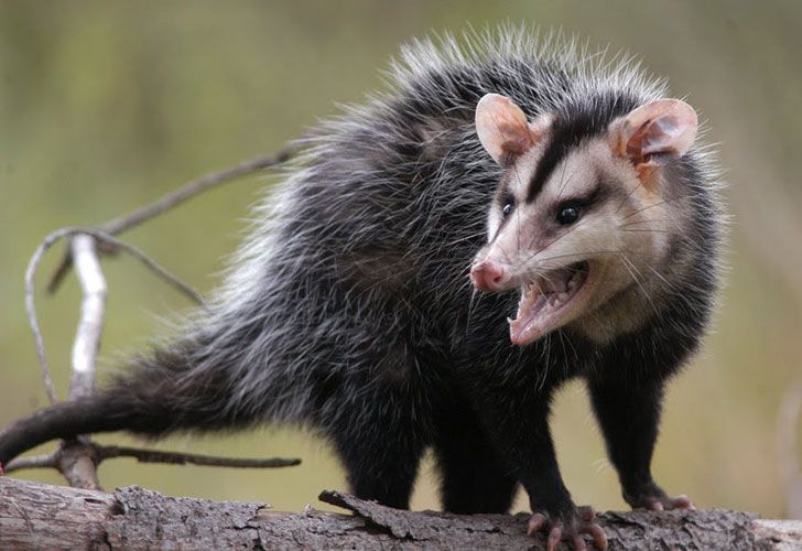 Una comadreja dejó sin luz a medio Bragado | Perfil