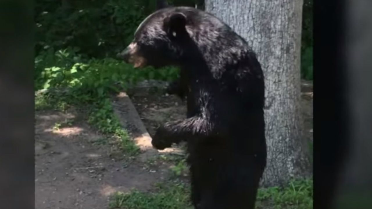 Descubren un oso que camina en dos patas | Weekend