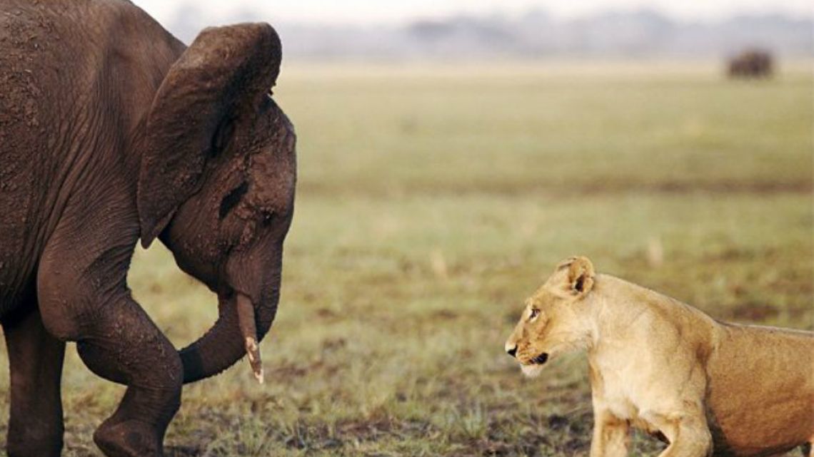 Weekend | 14 leonas pelean contra un pequeño elefante