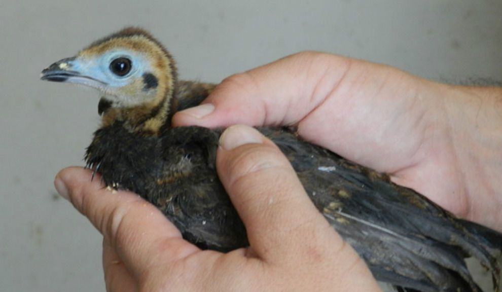 Lograron un pichón de una especie de ave extinta | Weekend