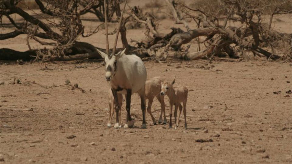 Cómo es el órix de Arabia | Weekend