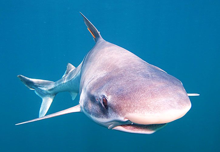 Tiburones del mar Argentino están en peligro de extinción | Perfil