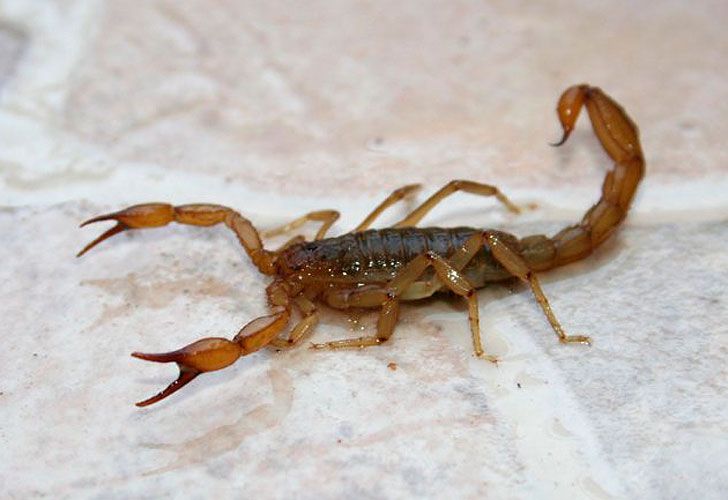 Alacranes: cómo identificarlos y prevenir accidentes | Perfil