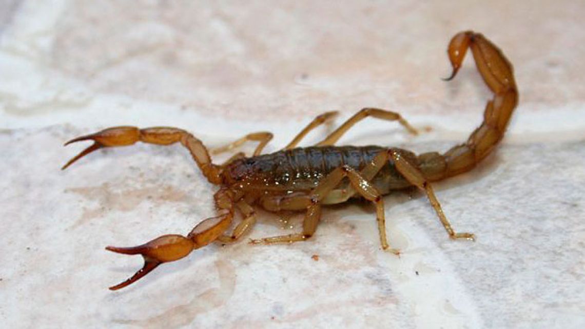 Alacranes: cómo identificarlos y prevenir accidentes | Perfil