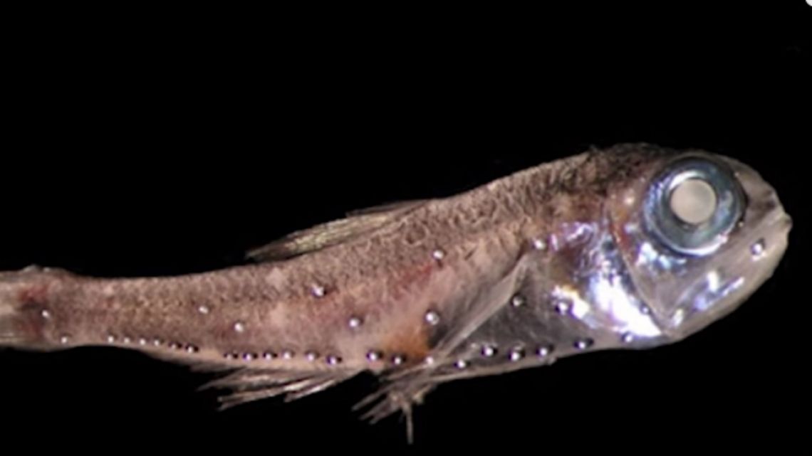 Weekend | En video: Los 10 peces mas extraños de las profundidades