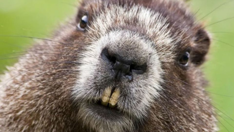 Reinvindicación para los castores | Weekend