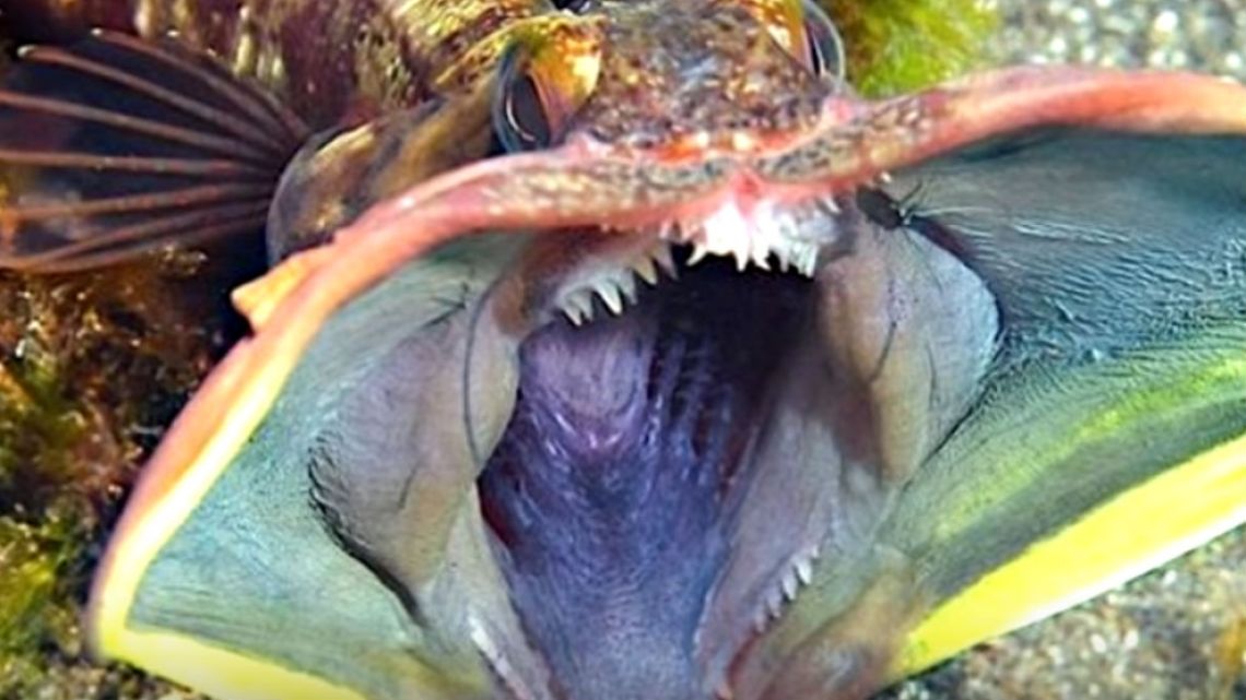 Weekend | En video: 10 Animales extraños e increíbles del fondo del mar