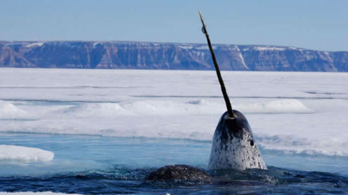 Weekend | Narvales, los nuevos empleados de la NASA