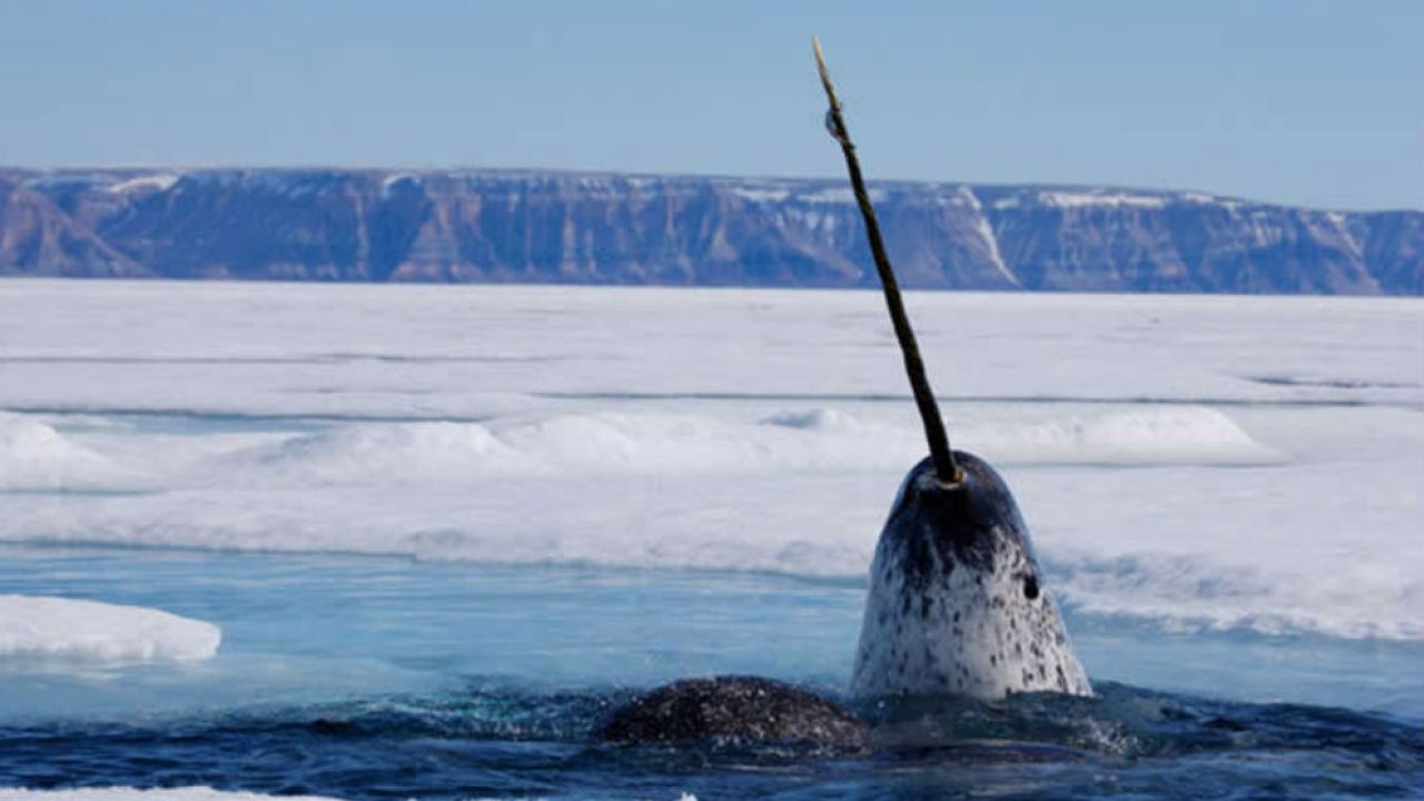 Narvales, los nuevos empleados de la NASA | Weekend