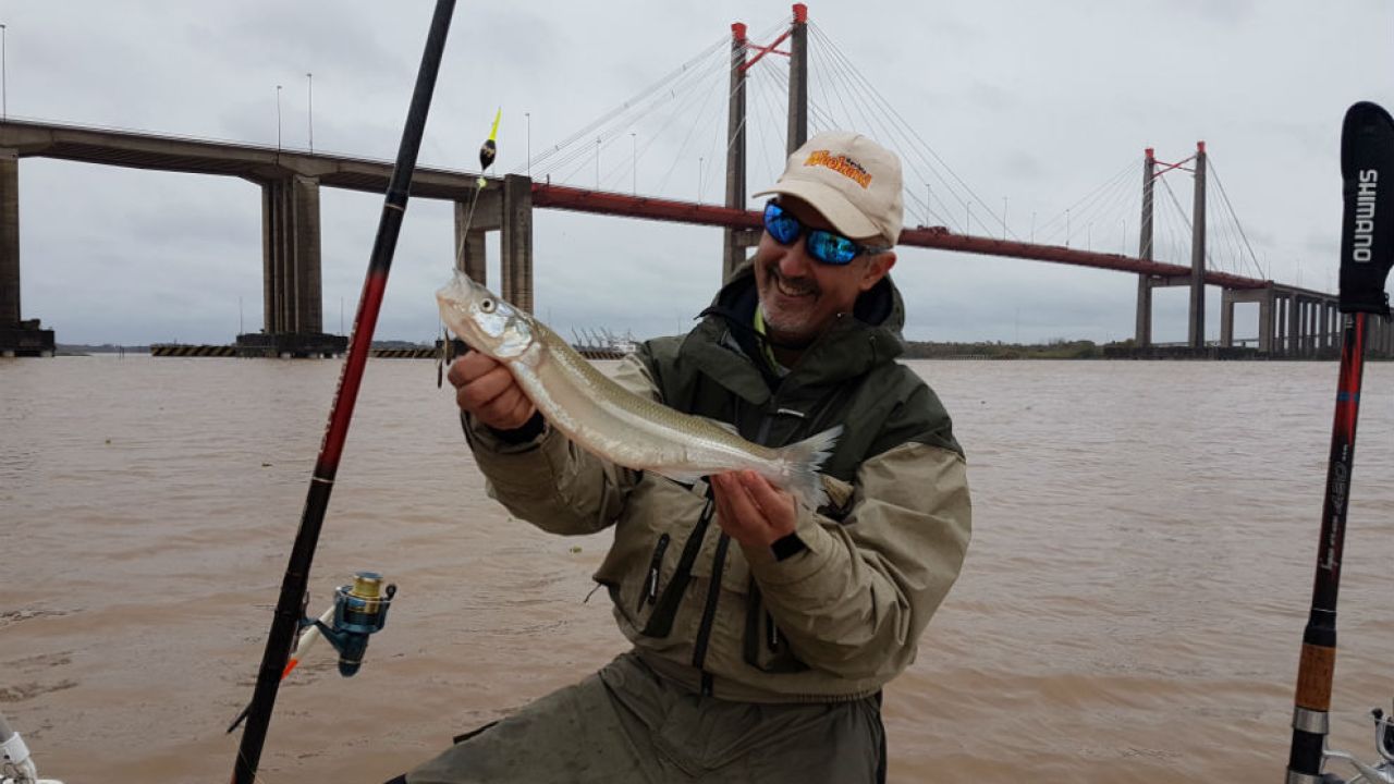 Los grandes pejerreyes del Paraná Guazú | Weekend