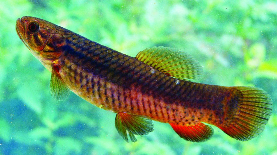 Weekend | Tarariras: un solo nombre para 7 especies