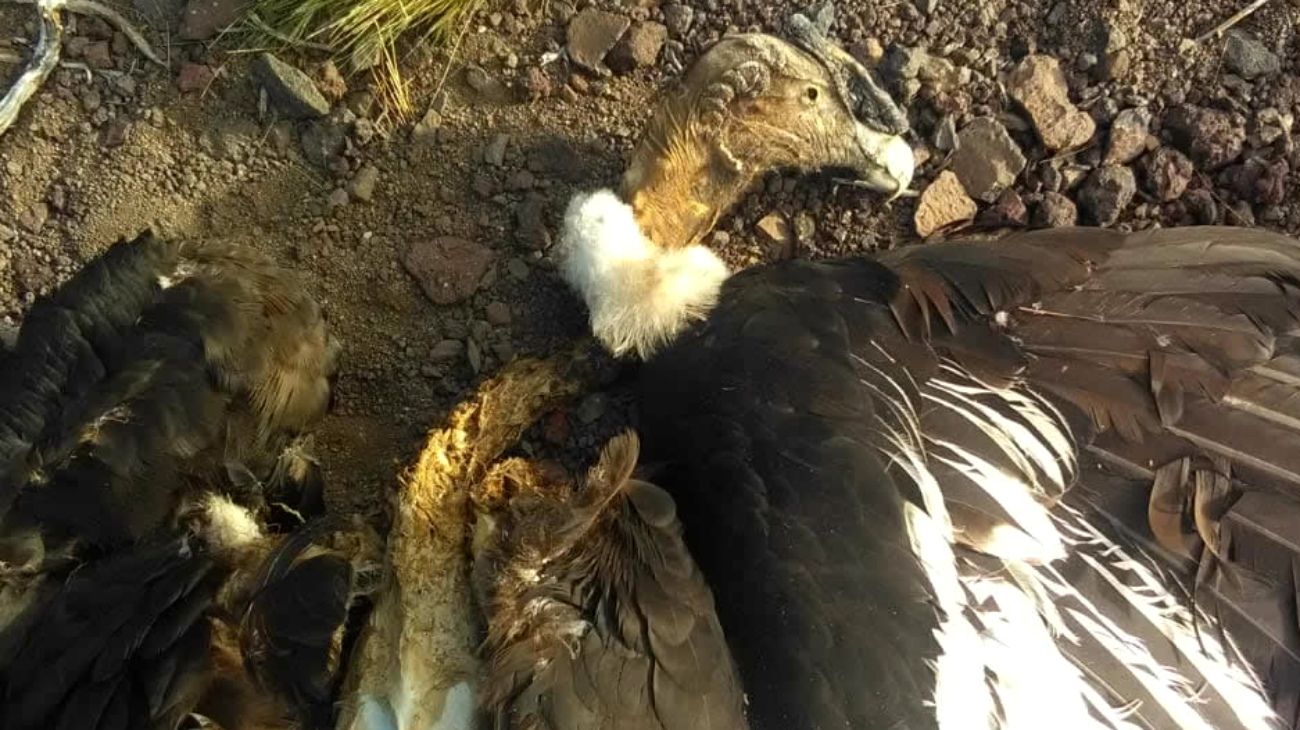 Denuncian la muerte masiva de cóndores envenenados en la Patagonia | Perfil