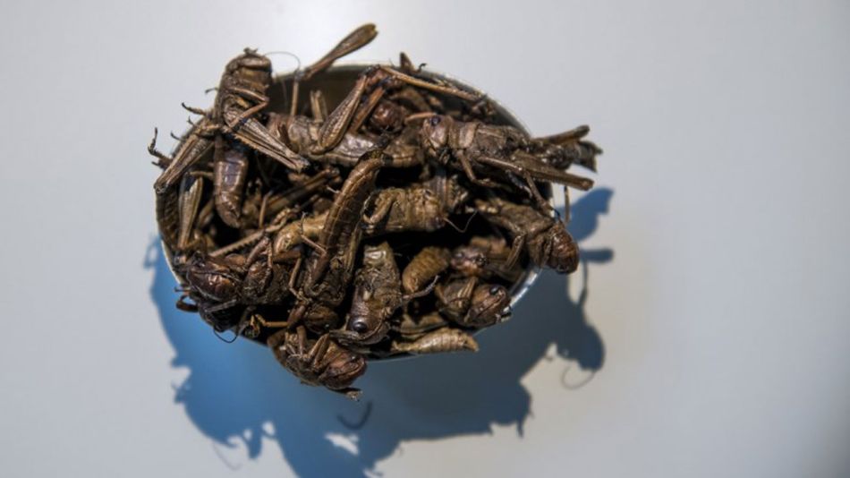 Los platos de comida más asquerosos del mundo en un museo | Perfil