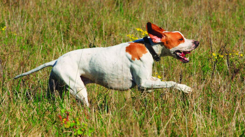 De mascota a compañero de cacerías | Weekend