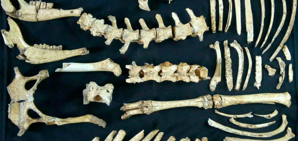 Fossil of prehistoric deer found in north of Buenos Aires Province ...