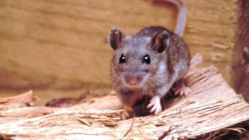 Hantavirus: dónde vive el ratón colilargo que transmite las distintas ...