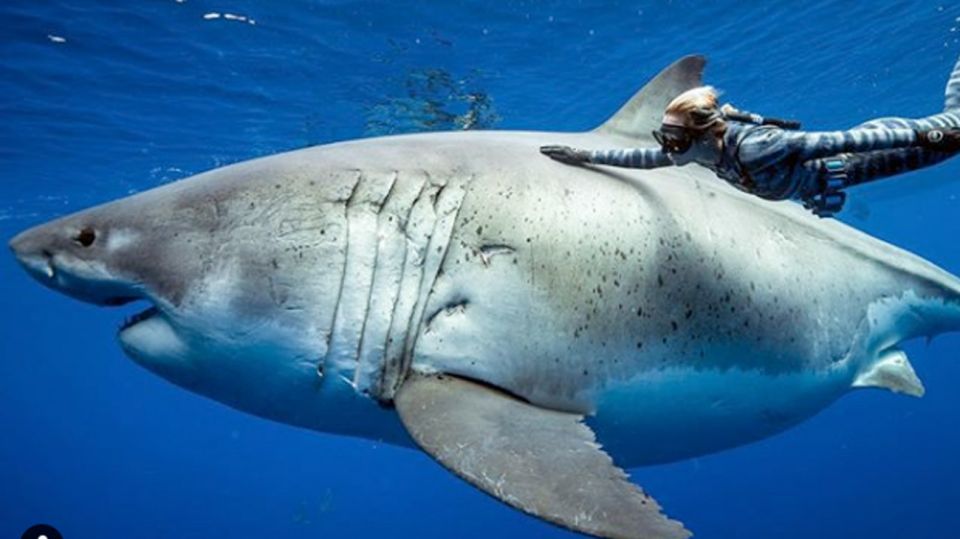 Así fue el buceo con el tiburón blanco más grande del mundo | Perfil