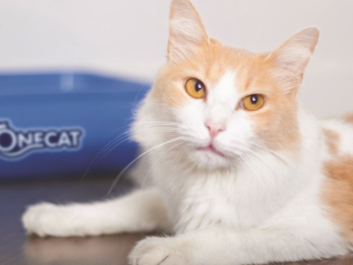 Caras | StoneCat: la tendencia en sanitarios para gatos