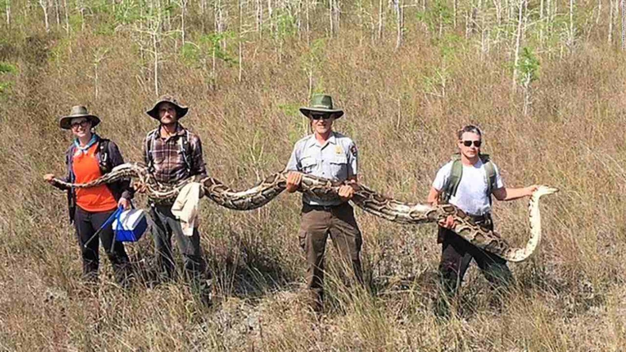 Capturan una serpiente gigante en Florida | Weekend