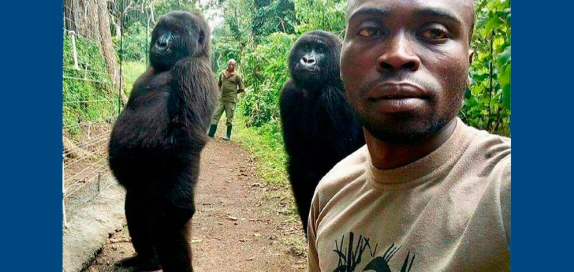 Congo park ranger tells of taking viral selfie with gorillas | Buenos ...