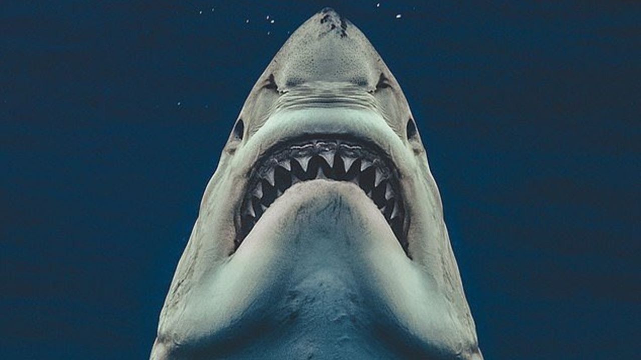 Fotografió un tiburón y replicó el póster de un clásico del cine | Weekend