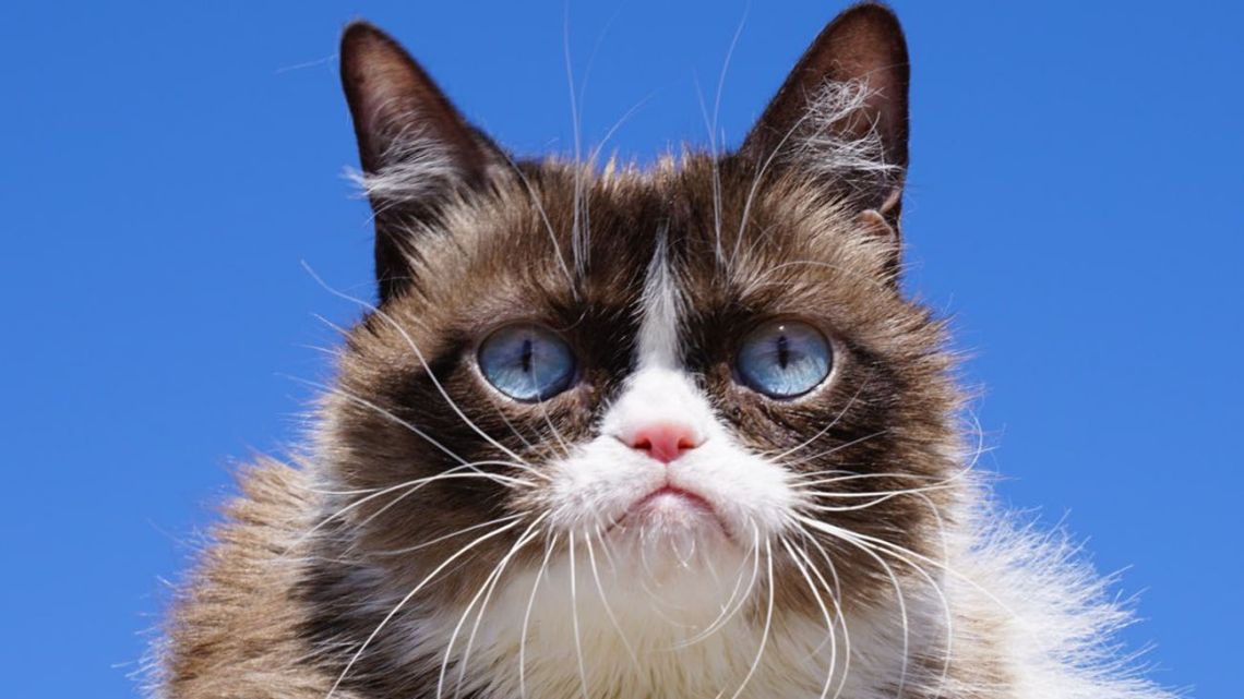 Murió Grumpy Cat, la "gata gruñona" más famosa de internet | Perfil