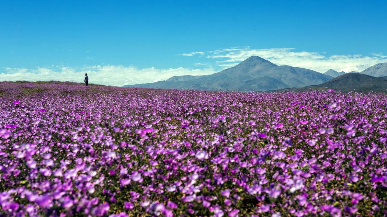¿Qué es el desierto florido y cómo se produce? | Weekend
