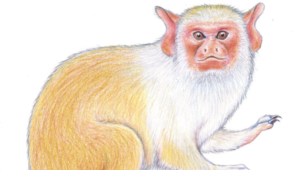 Descubren un nuevo tipo de mono tití en el Amazonas | Weekend