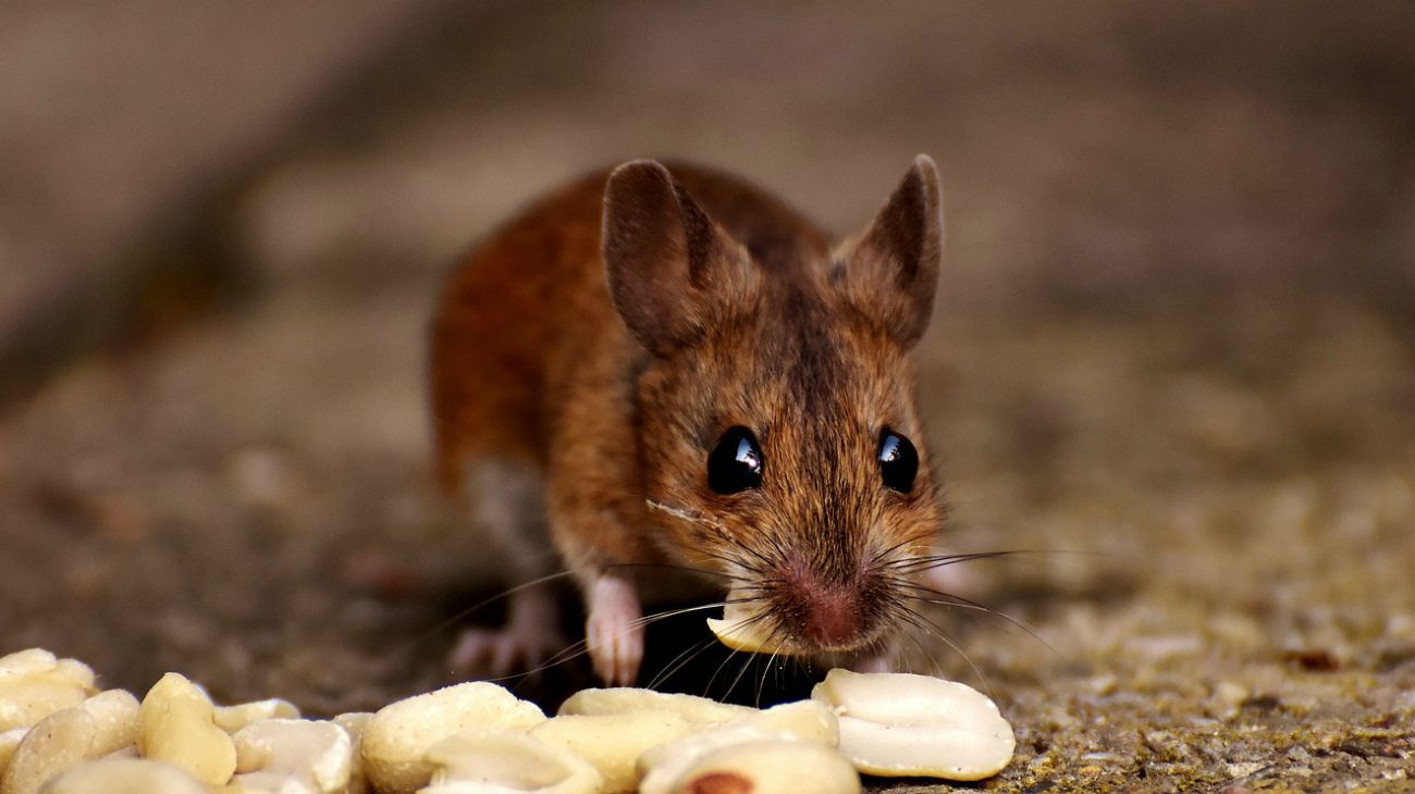 Pescaron a un ratón comiendo un crepe en un bar de Amsterdam | Perfil