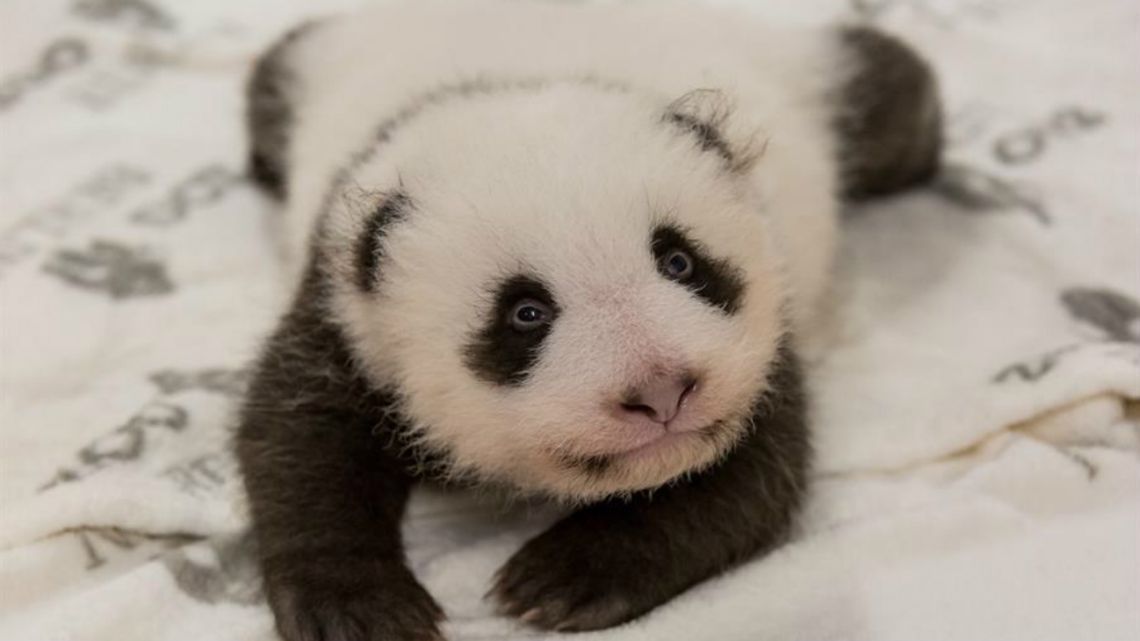 Dos ositos panda estrenan cama porque logran dejar la incubadora | Perfil