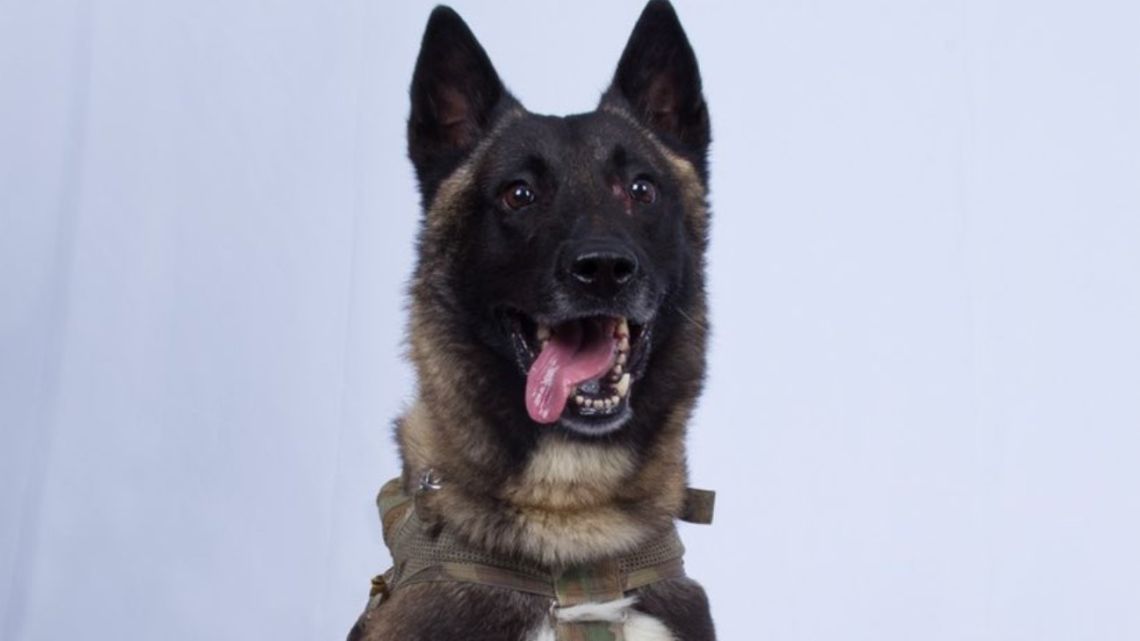 El perro que se transformó en el inesperado héroe al acorralar al líder ...