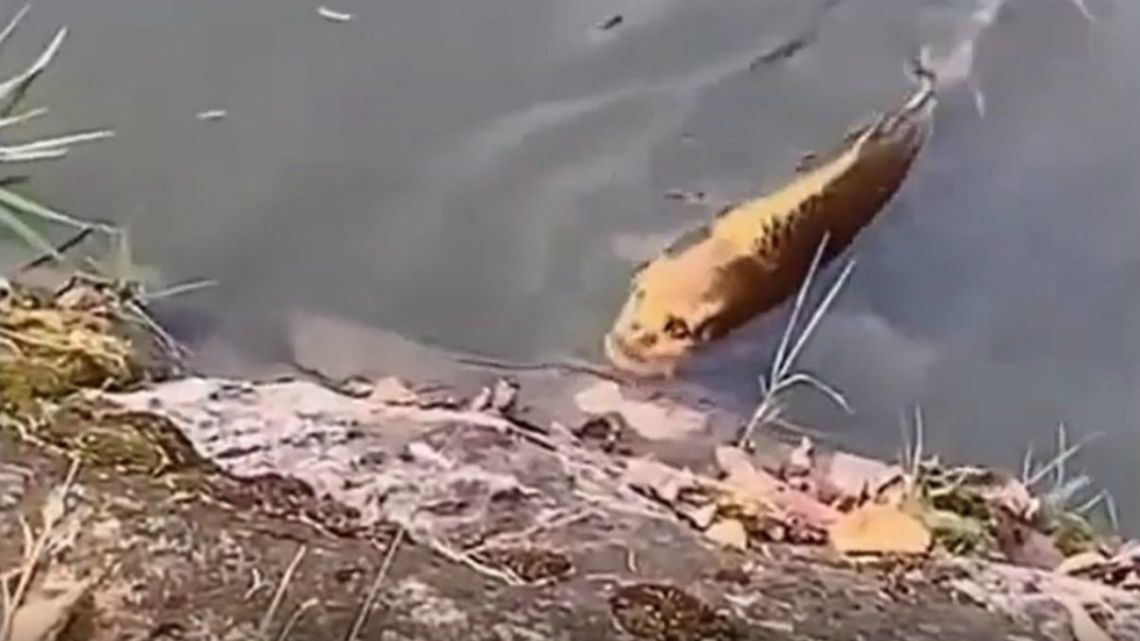 El pez con rostro humano que asusta a todos en las redes de manera ...