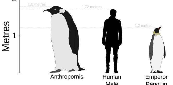 Argentine scientists find fossils of giant prehistoric penguin in ...