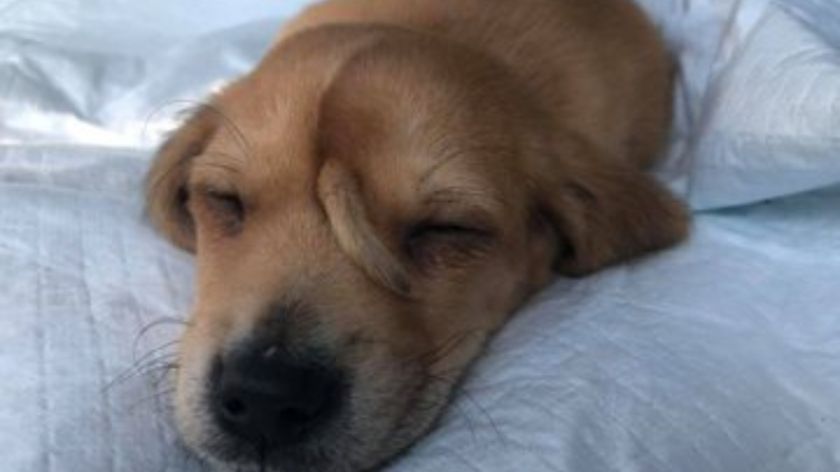 Un perro nació con una "cola" en su cara, lo abandonaron, y la historia ...