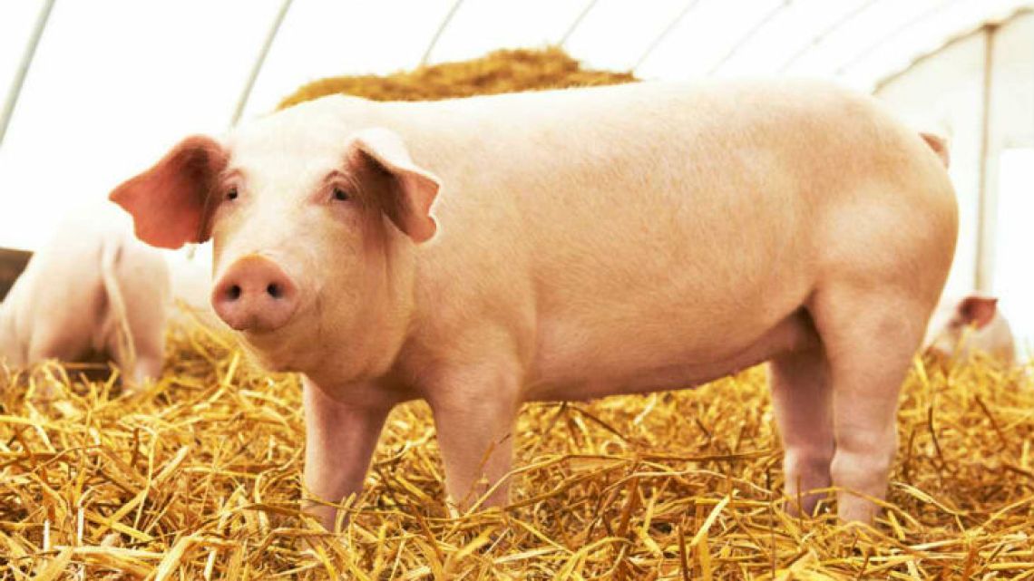 Leve crecimiento de la producción de carne porcina | Fortuna