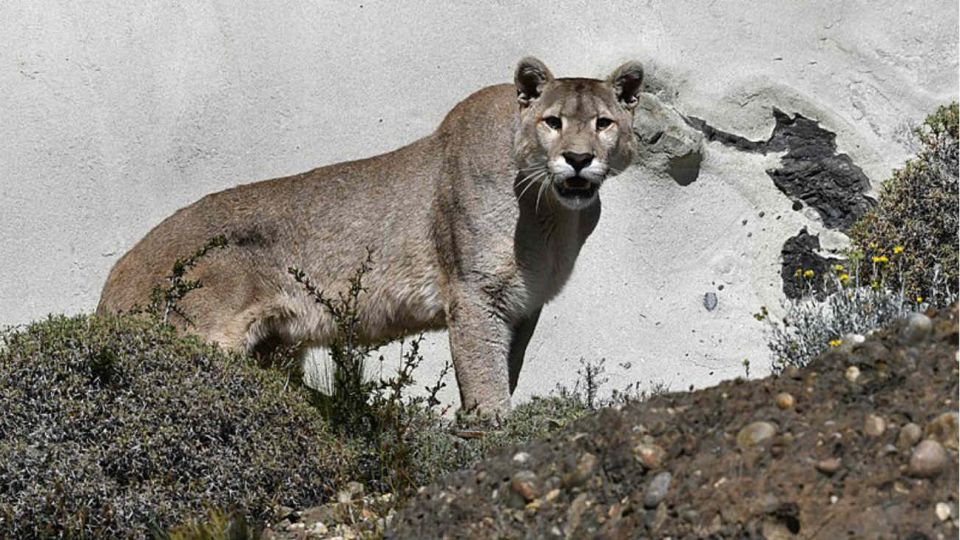 Trekking & Outdoor: cómo defenderse del ataque de un puma | Weekend