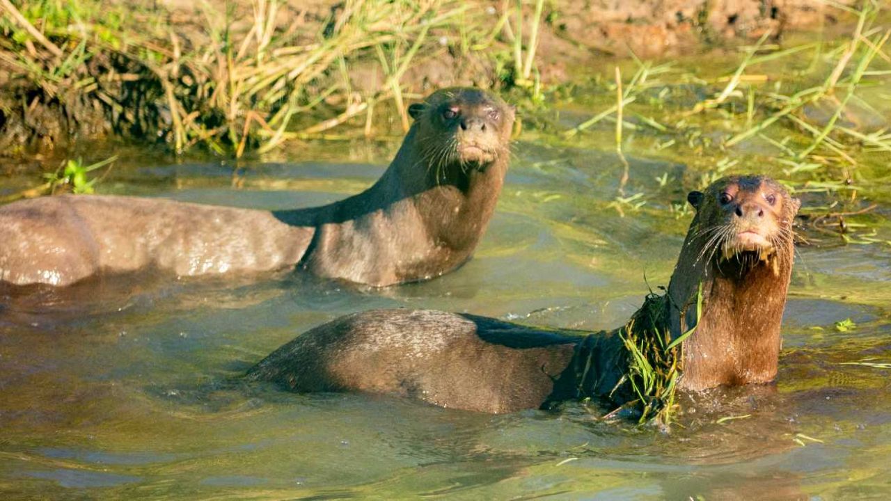 El Parque Iberá es reconocido internacionalmente como modelo de ...
