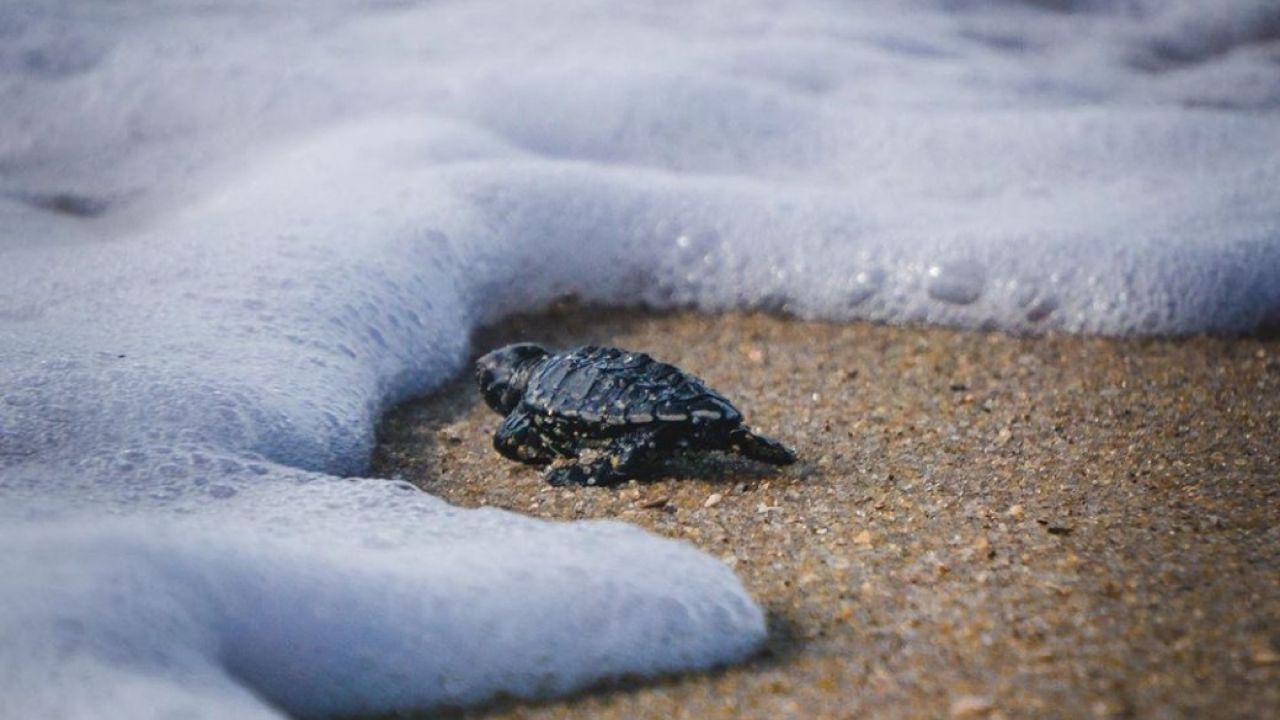 Nacieron tortugas marinas en Porto de Galinhas | Weekend