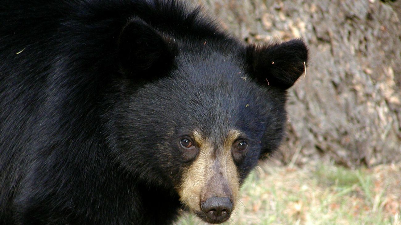 Video viral: un oso entra a una casa de México, abre la heladera y se ...