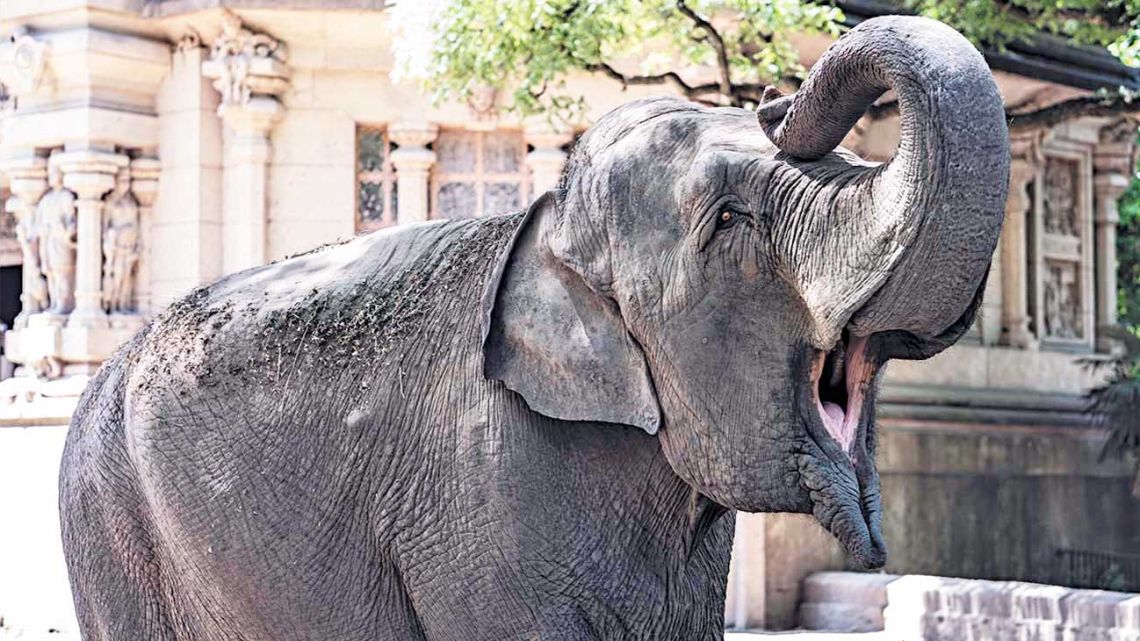 Llevan a Brasil a una elefanta del zoológico | Perfil