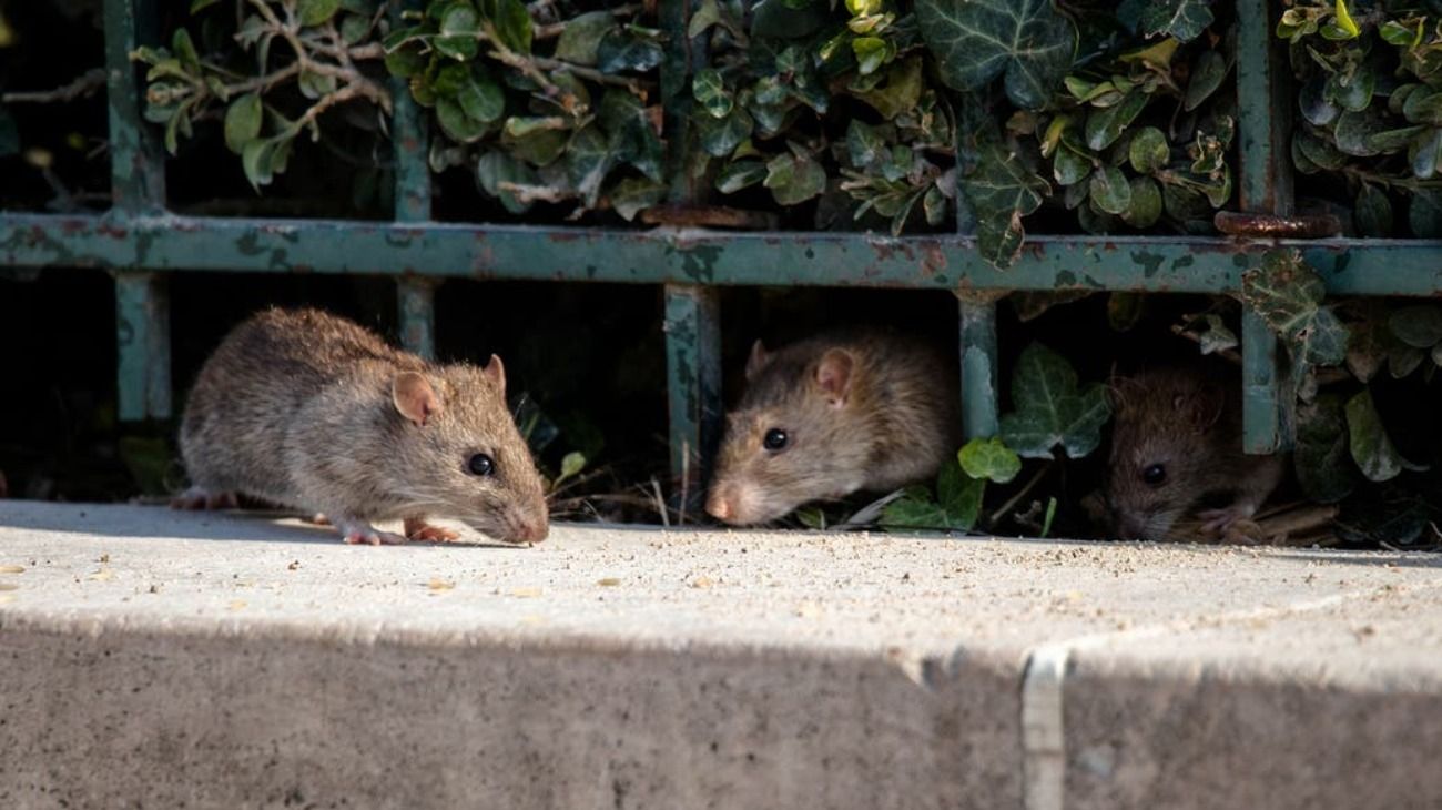 Coronavirus: por falta de alimento, las ratas están más agresivas y ...