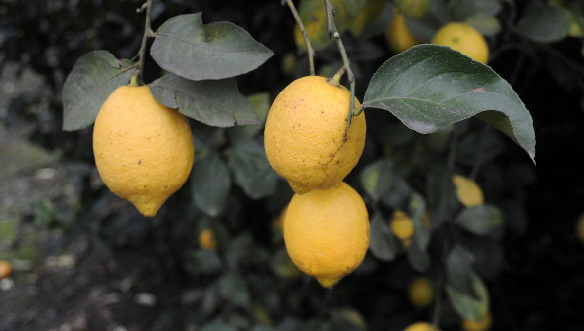 Argentina hizo efectiva la primera exportación de limones a China ...