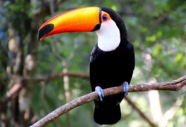 Mataron 11 tucanes en 40 días y temen por la continuidad de la especie ...